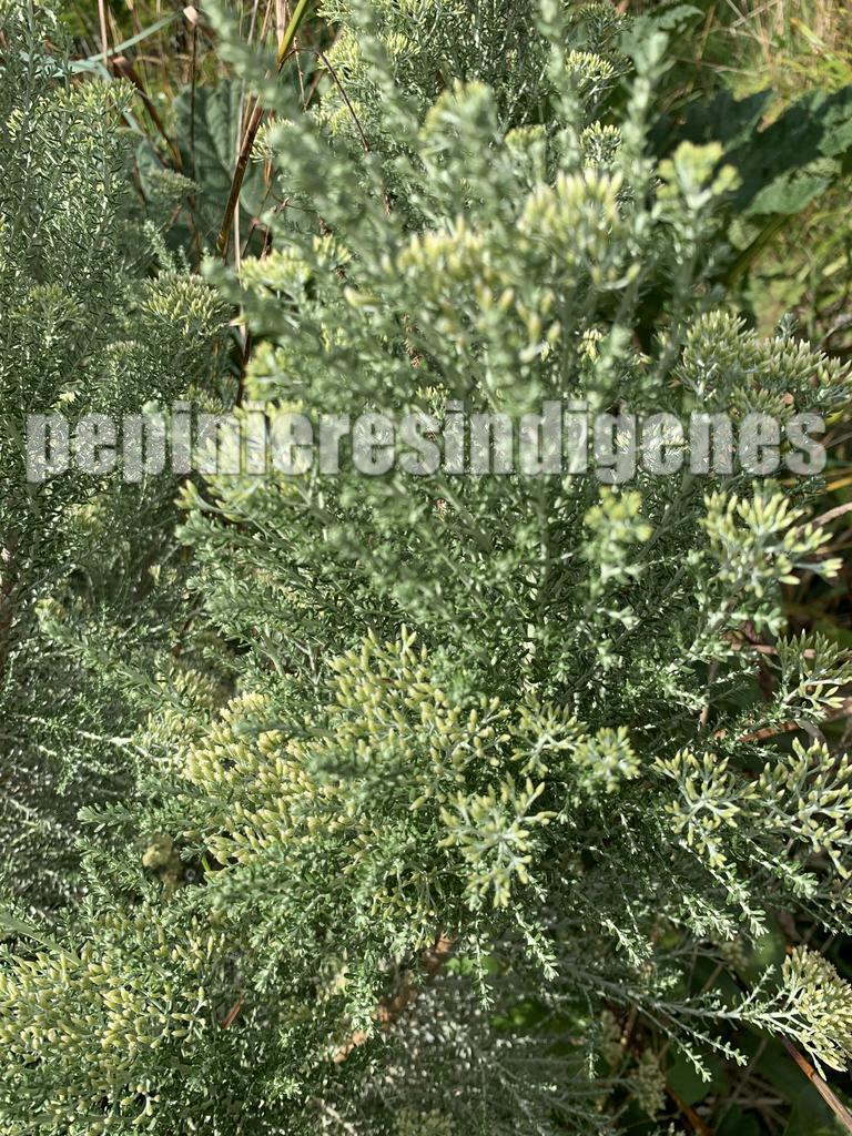 cassinia retora arbuste