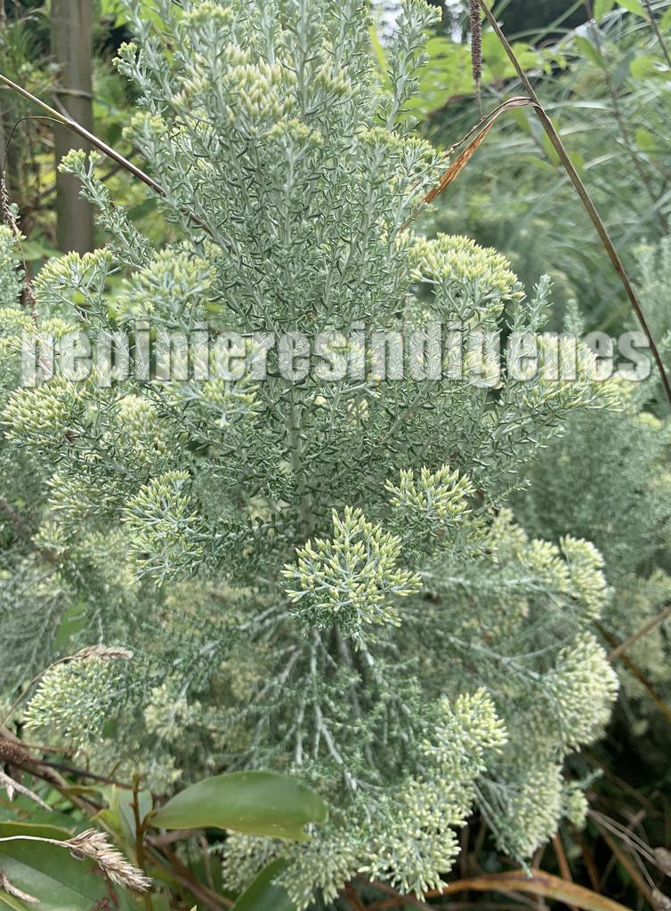 cassinia retora arbuste