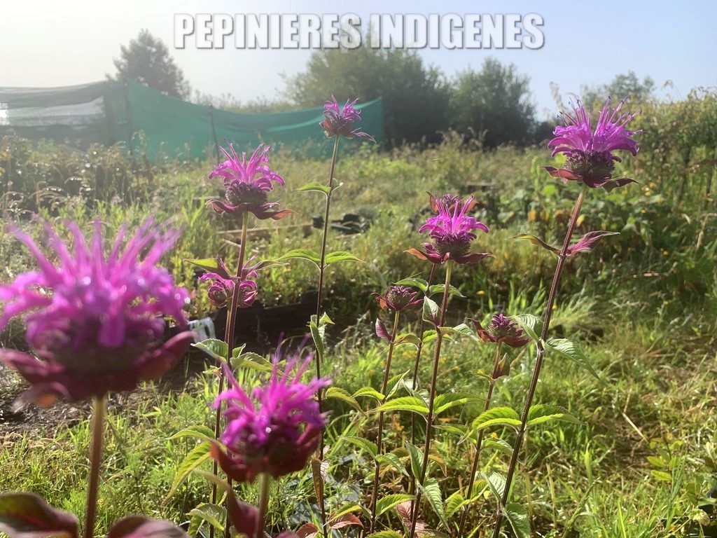 PÉPINIÈRE NATURELLE