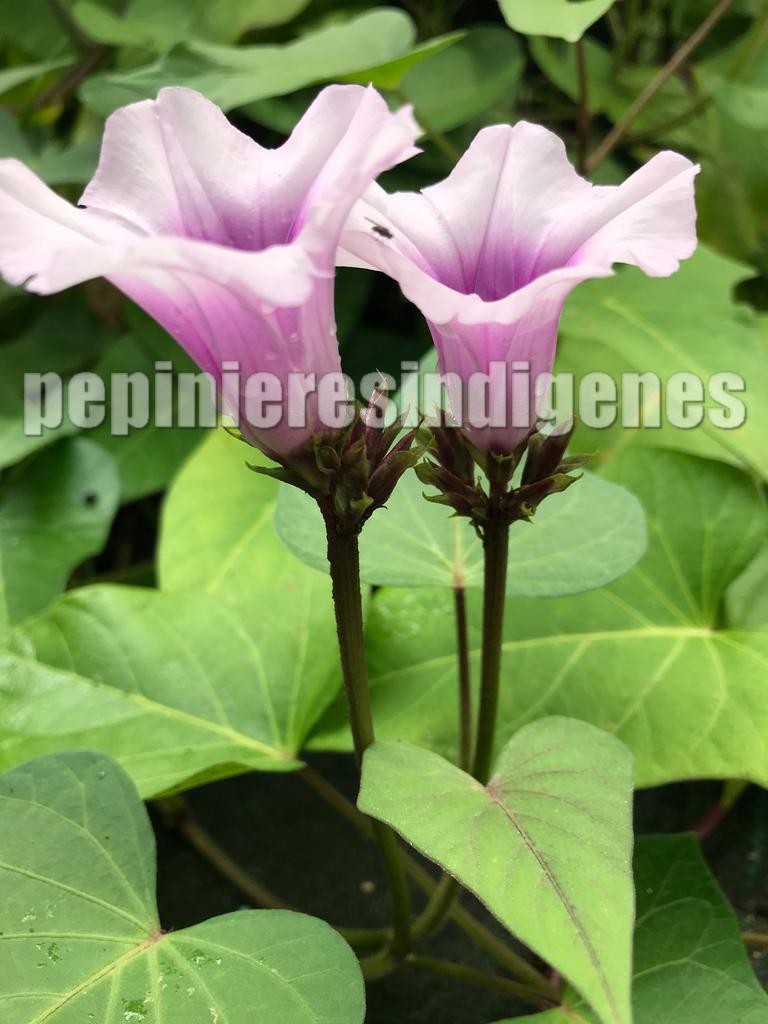 patate douce violette ou ube est un legume rare en cuisine